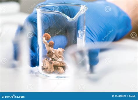 Psilocybin And Magic Mushrooms Stock Image Image Of Therapy Fungi