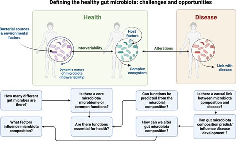 What Defines A Healthy Gut Microbiome Gut