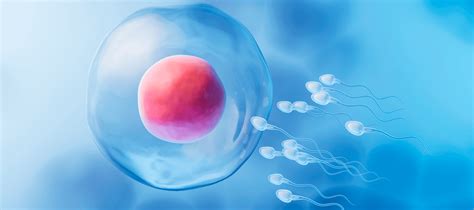 Reciprocal Ivf Procreate Fertility Center Of Virginia Infertility