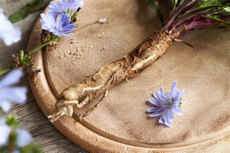 Chicory Root For Weight Loss Super Fiber For Slimming Womans World