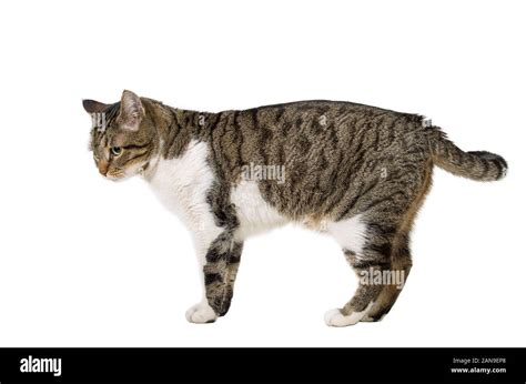 Cat Standing Profile