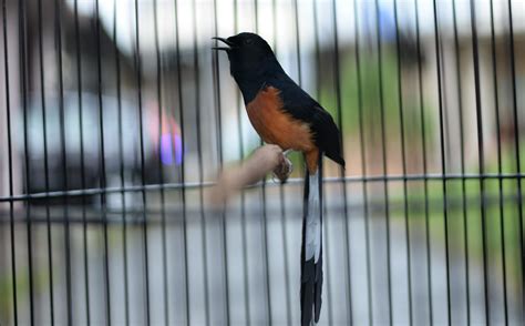 Wajib Tahu Jangan Biarkan Murai Batu Lapar Saat Pengembunan Ini Efeknya Isptimes