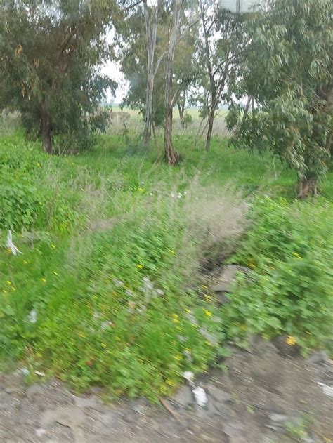 קריית גת יער המלאכים שחריה טיפ לה טריפ Tiplatrip