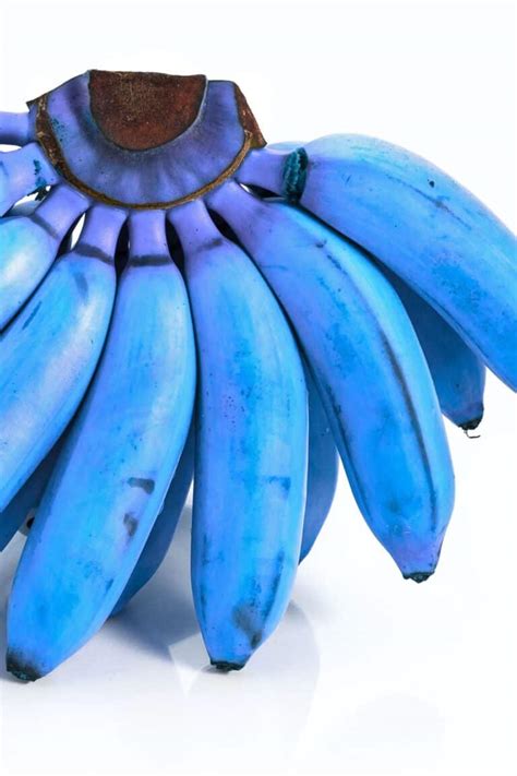 Top 25 Best Blue Fruits Spatula Desserts