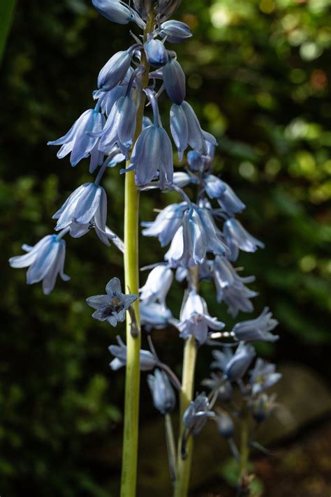Gallery — Loch Leven Nursery Beautiful And Abundant Nursery And Gardens