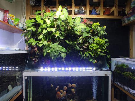 Setting Up A Paludarium