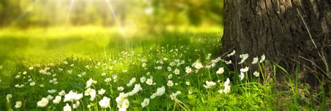 Deforestation And Biodiversity Planet Health Check