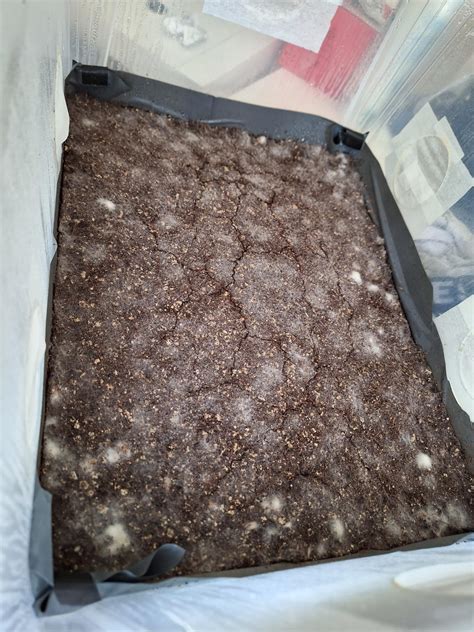 Mycelium Growing Slow Rshroomery