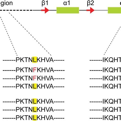 Schematic Representation Of Murine Prp Prp Consists Of A Long
