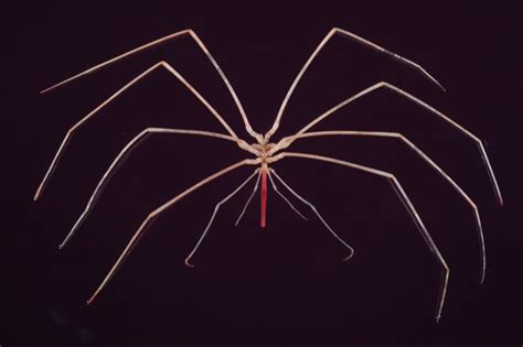 The Strange Unsettling World Of Sea Spiders Realclearscience