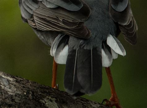 A Tale Of Form And Function 10 Facts About Bird Tails Bird