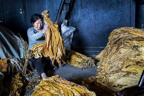 土烟叶图片农村大山谷图库