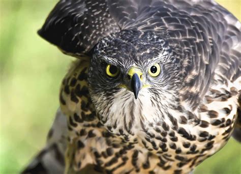 Fascinating Facts About The Peregrine Falcon At 200 Mph It Is The