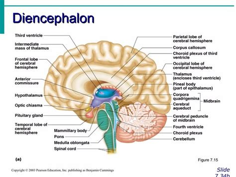 Structure Of The Human Brain And Its Major Parts