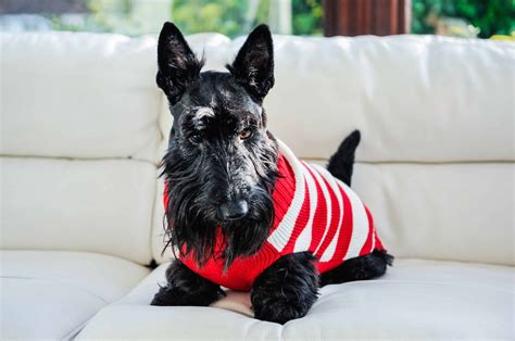 The Legal Side Of House Sitting What You Need To Know House Sit Uk