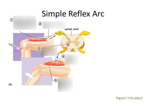 Two Neuron Reflex Arc Diagram Quizlet