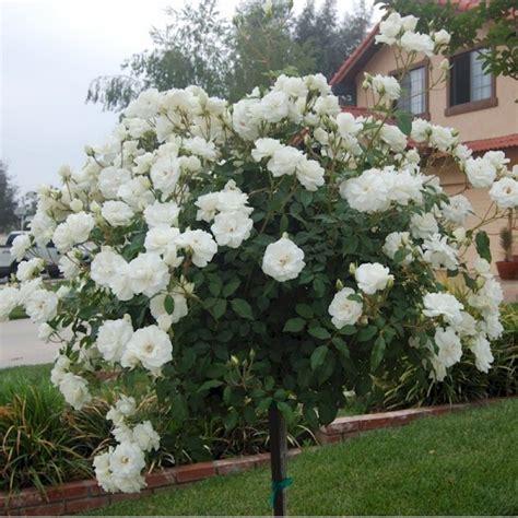 Роза штамбовая Шнеевитхен (Айсберг Rosa Schneewittchen / Iceberg) 140см ...