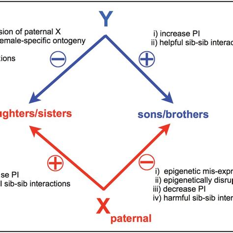 Summary Of Sexually Antagonistic Selection In Males On The X And Y