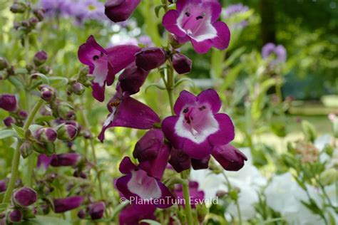 Penstemon Hartwegii ‘pheni Vio Phoenix Violet Esveld Shop