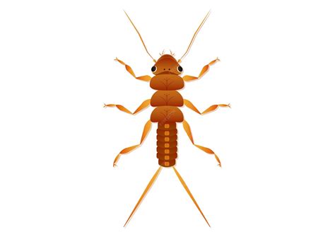 Premium Vector Stonefly Nymph Insect Vector Art Isolated On White
