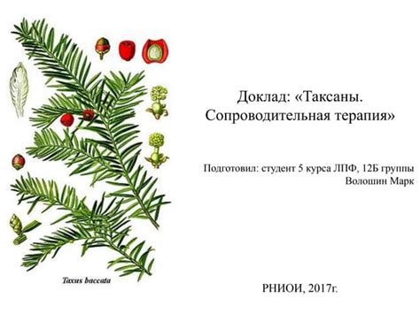 Taxane Management Of Side Effects Pptx