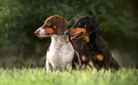Dachshund Vs Mini Dachshund Similarities And Differences Between Mini Vs Standard Doxies