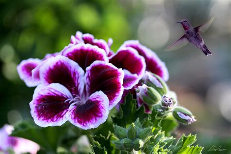 Do Hummingbirds Like Azaleas At Donna Champion Blog