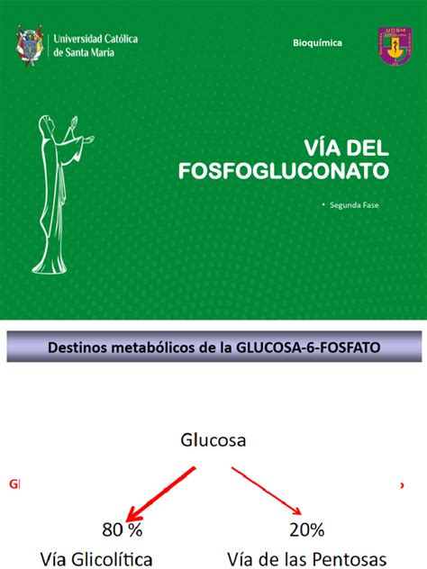 1f 5t Via De Las Pentosas Fosfato 2023 Pdf Nicotinamida Adenina