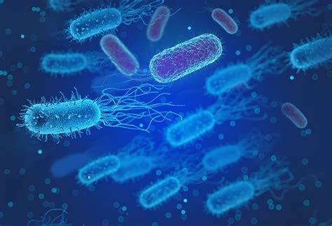 Heterotrophic Bacteria