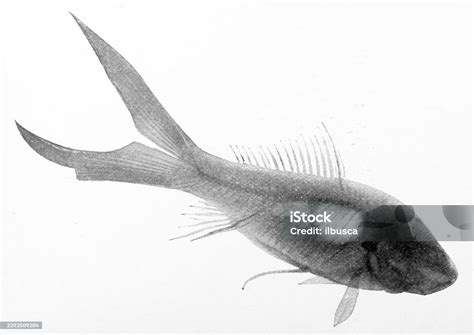 Xrays Experiment Stock Illustration Download Image Now 1890 1899