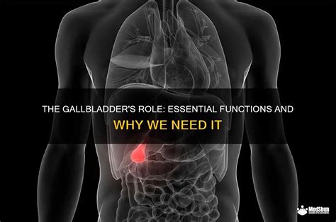 The Gallbladders Role Essential Functions And Why We Need It Medshun