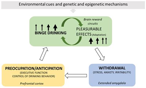 How Alcohol Affects The Synaptic Gap