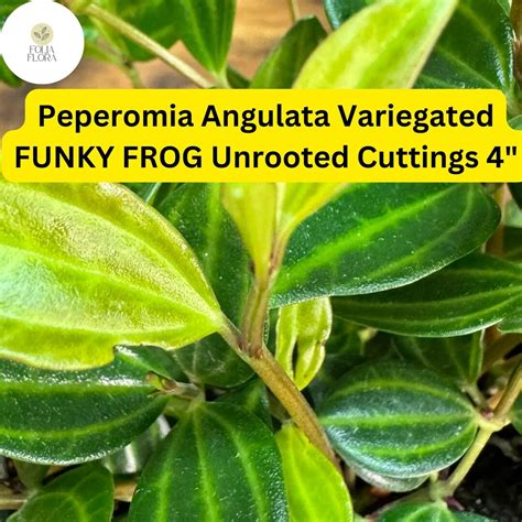 Peperomia Angulata ‘funky Frog 5 Unrooted 4 Live Cuttings