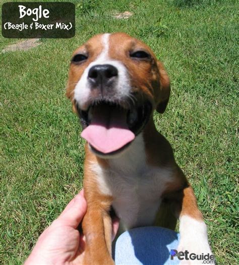 Bogle Dog Breed Health Temperament Grooming Feeding And Puppies