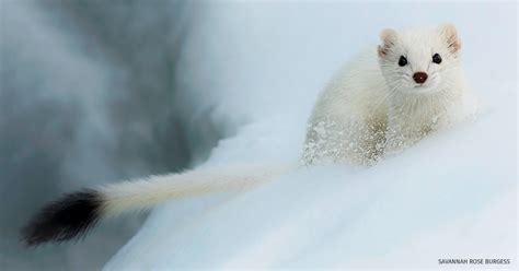 National Wildlife® Magazine National Wildlife Federation