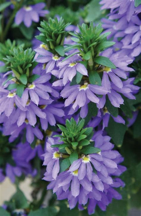 Scaevola Aemula Fairy Blue Lucas Greenhouses