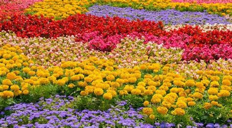 Many Different Colored Flowers In A Field
