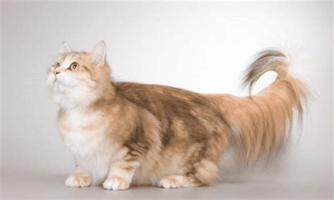 Cat Winter Coat Vs Summer Coat Explained In Detail