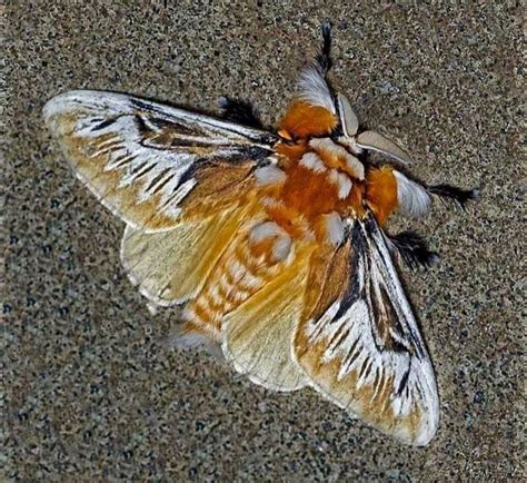 Flannel Moth Artofit