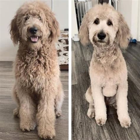 Short Goldendoodle Haircut Ideas 30 Before And After Photos
