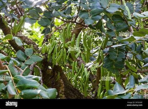 Long Bean Like Pods Of The Carob Tree Ceratonia Siliqua A Species Of