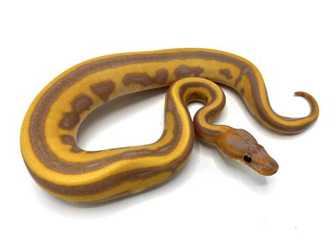 Banana Leopard Genetic Stripe Royal Constrictor Designs