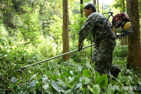 了解！护林员证书：获取要求、考试内容、主要作用 知乎