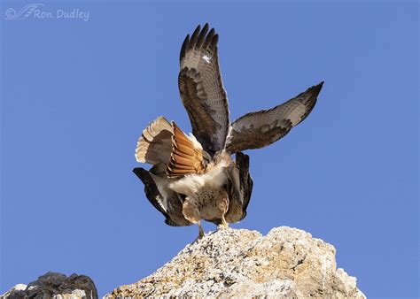 Red Tailed Hawk Nesting And Mating Behaviors Feathered Photography