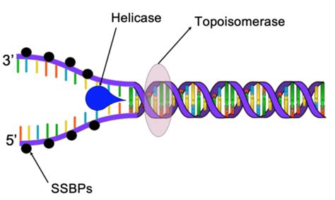Dna Replication Ap Biology Unit 6 Flashcards Quizlet