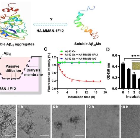 Evaluating the effect of HA MMSN 1F12 on Aβ42 aggregate degradation
