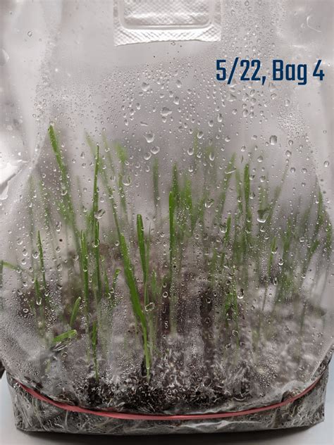 Grass Tek Experiment Part 3 Rexperimyco