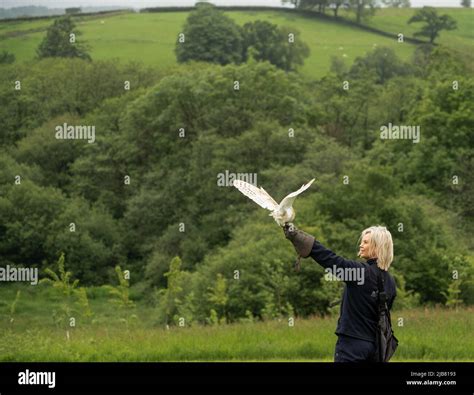Diva The Barn Owl Tyto Alba In A Flying Demonstration At The British
