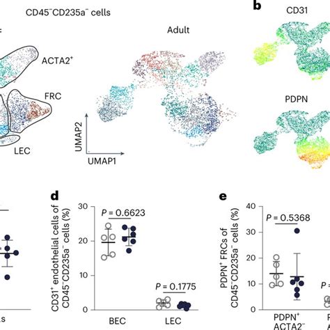 Single Cell Transcriptomic Analysis Of Human Palatine Tonsil Stromal