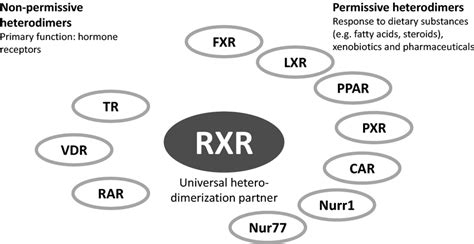 Heterodimerization Partners Of The Retinoid X Receptor Rxr